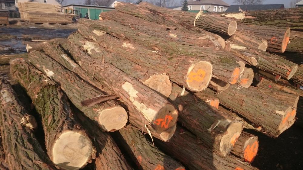 TRANS-WOOD | 34-122 Wieprz | Saging av rundtømmer / ved | Båndsag ...